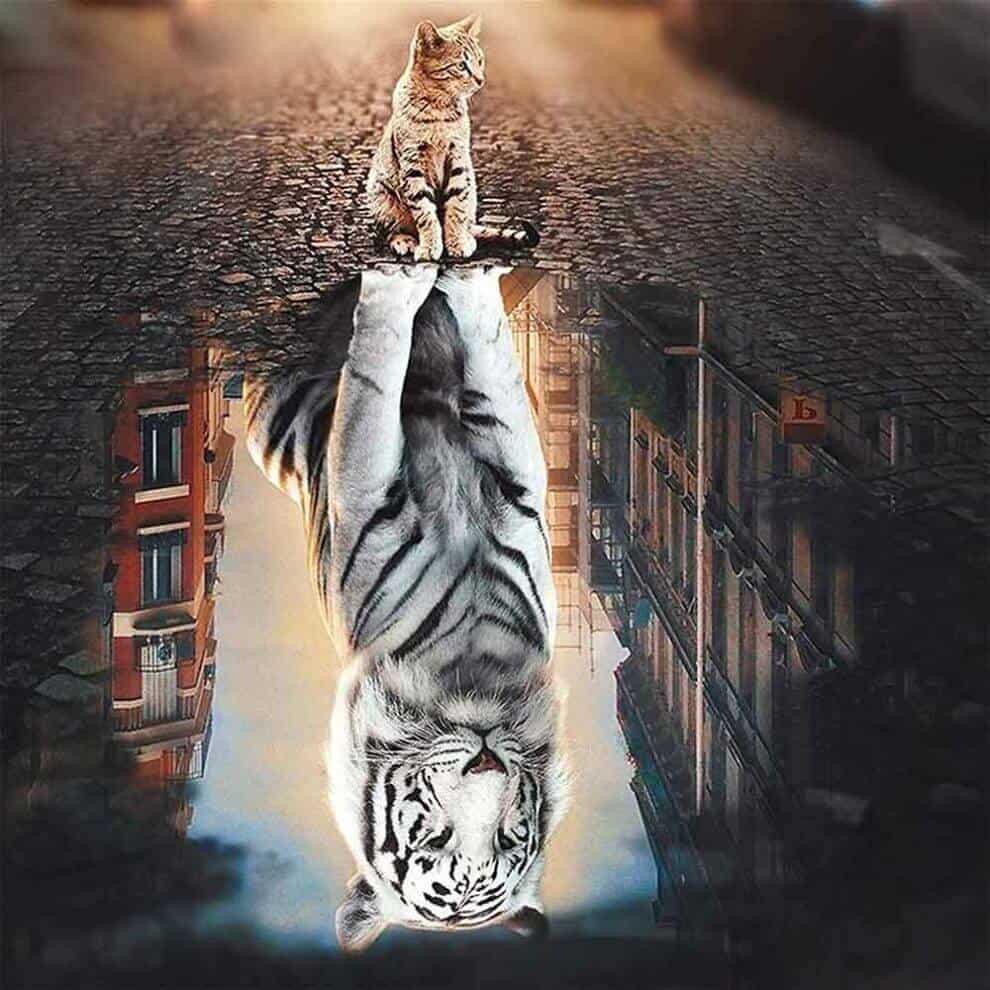 Diamond Painting Kitten Reflection As A White Tiger – Diamonds Wizard ...