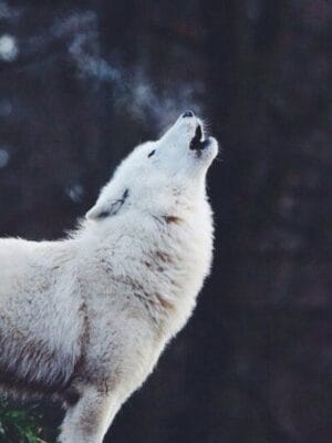 Diamond Painting Howling White Wolf – Diamonds Wizard | The Best ...